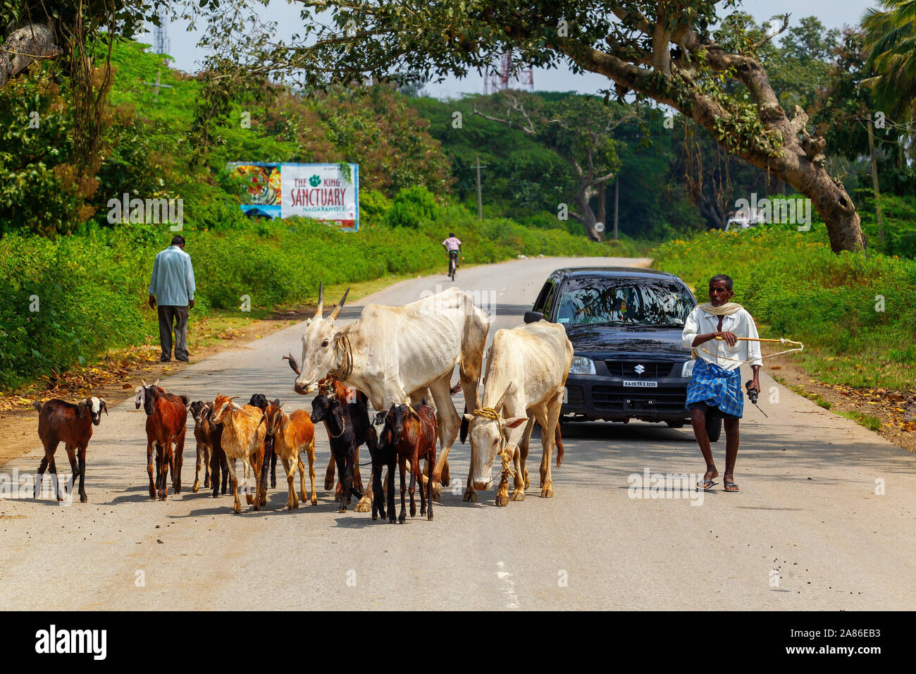 Old indian shepherd leading his sheep on the road close to the entrance ...
