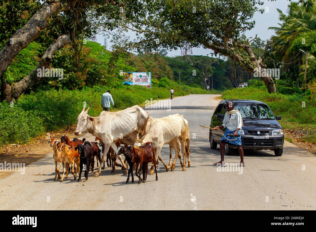 Old indian shepherd leading his sheep on the road close to the entrance ...