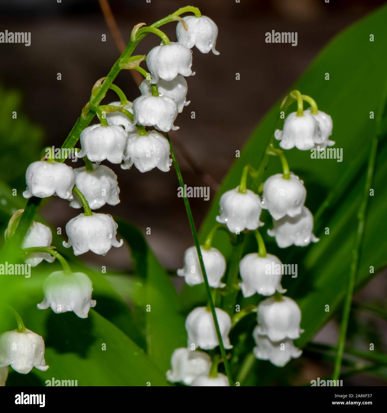 Close Up Plant Flower Convallaria High Resolution Stock Photography and ...
