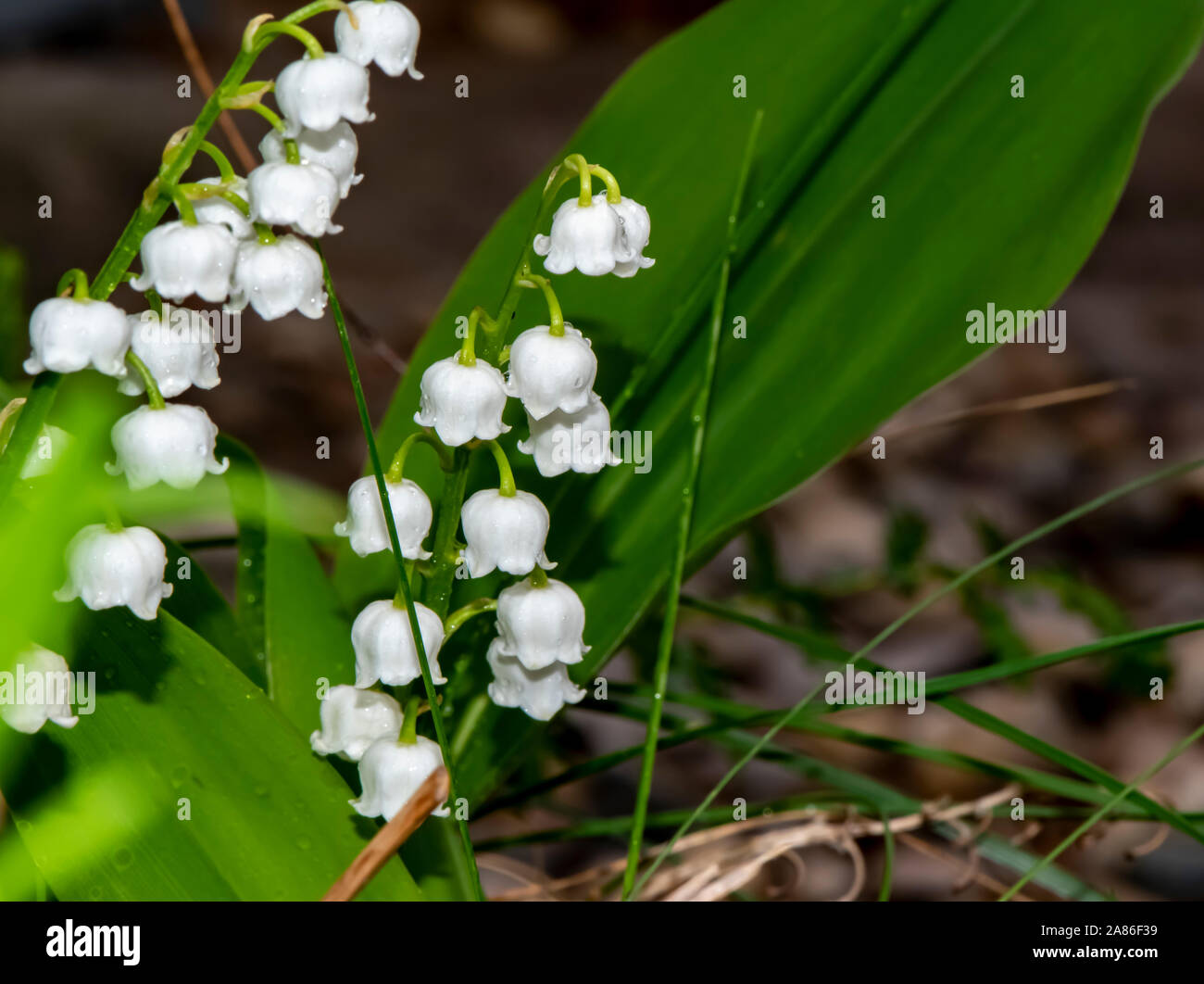 Close up plant flower convallaria hi-res stock photography and images ...