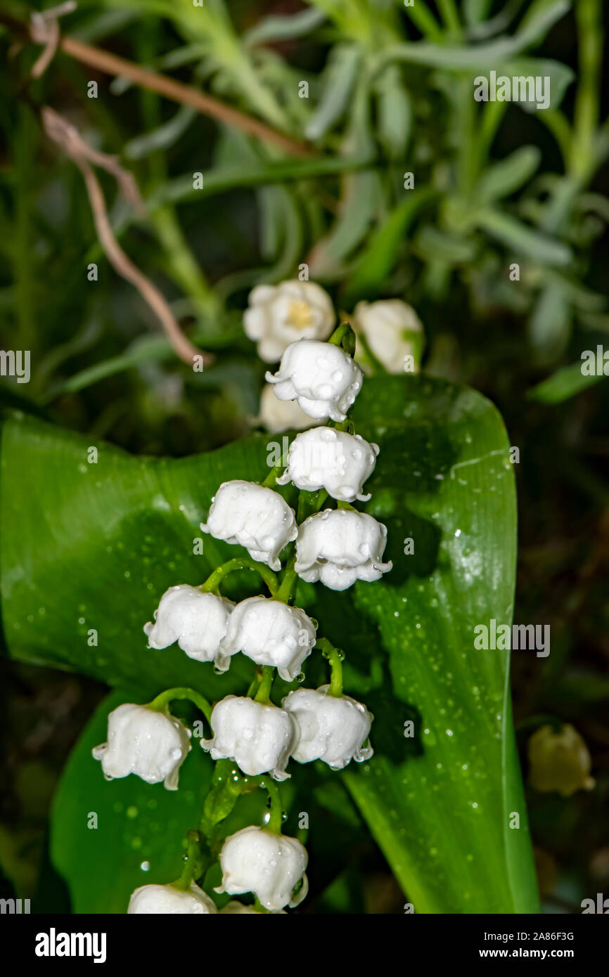 Close Up Plant Flower Convallaria High Resolution Stock Photography and ...