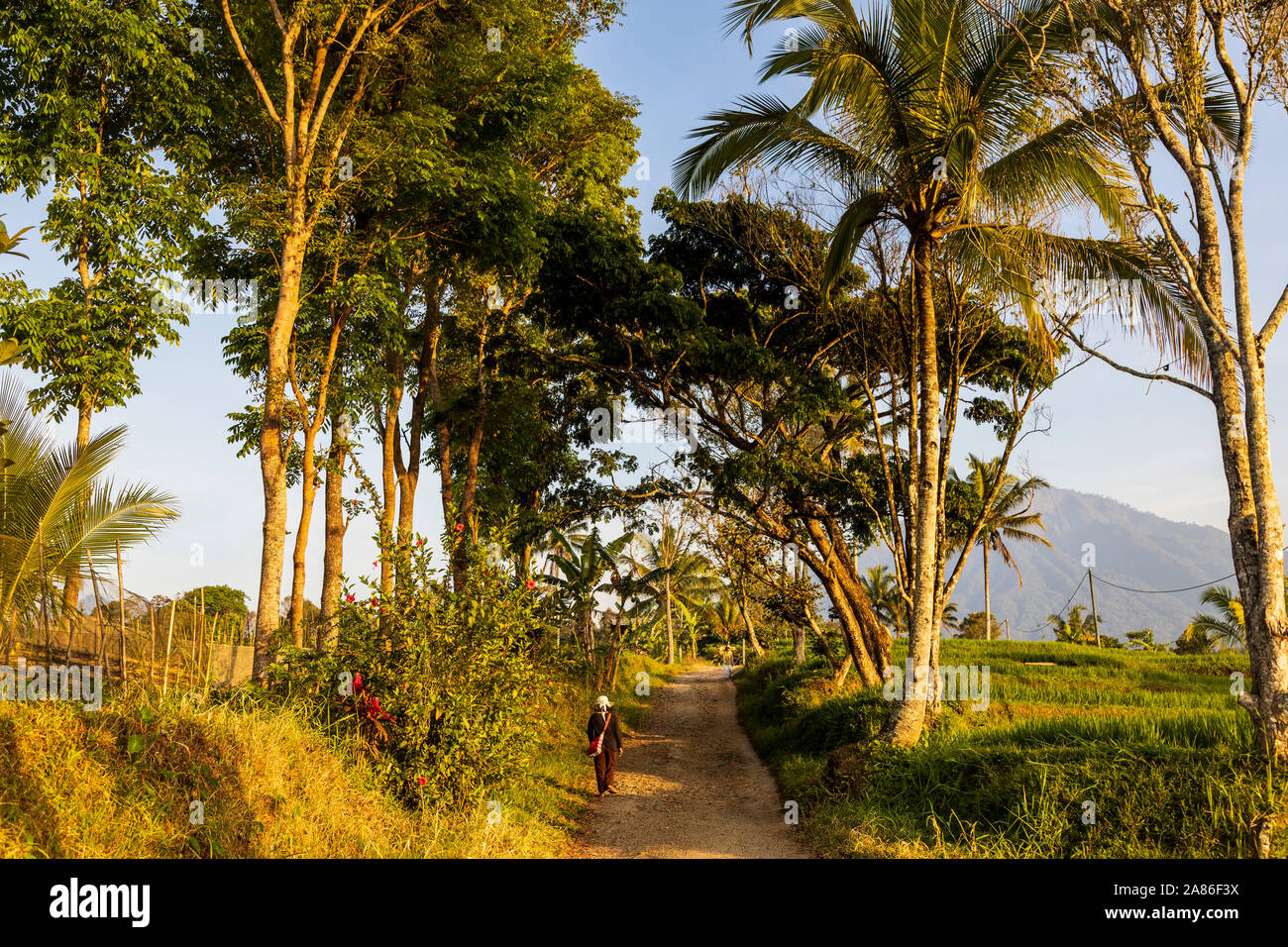 Landscape in East Java, Java Timur, Java, Indonesia, Southeast Asia ...