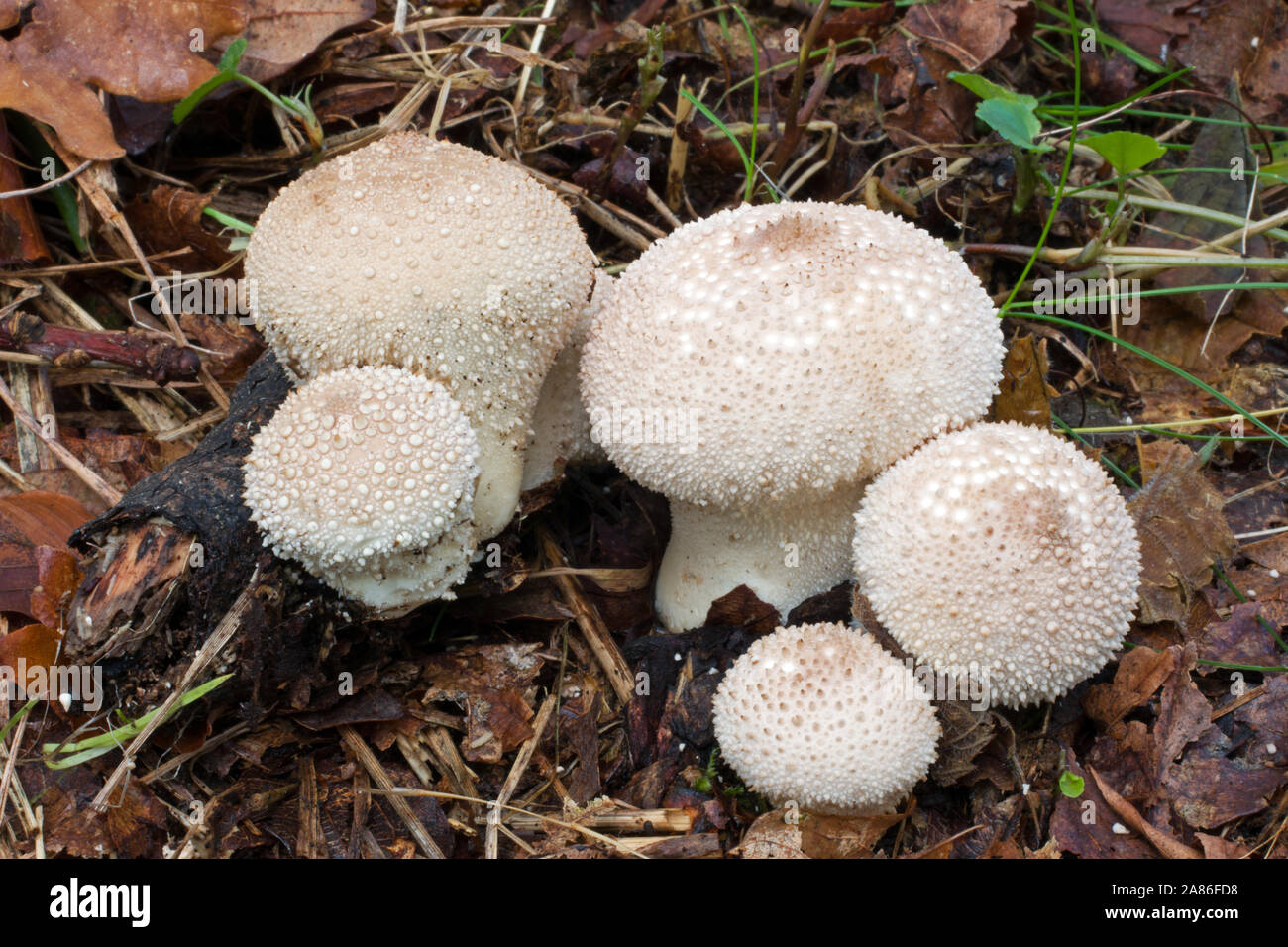 Lycoperdaceae hi-res stock photography and images - Alamy