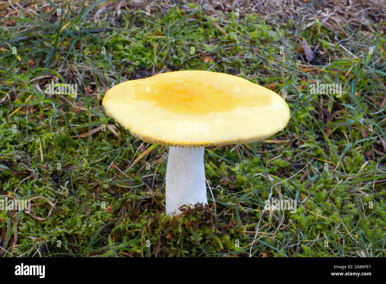 Russula ochroleuca (Common Yellow Russula) is widespread and common in ...