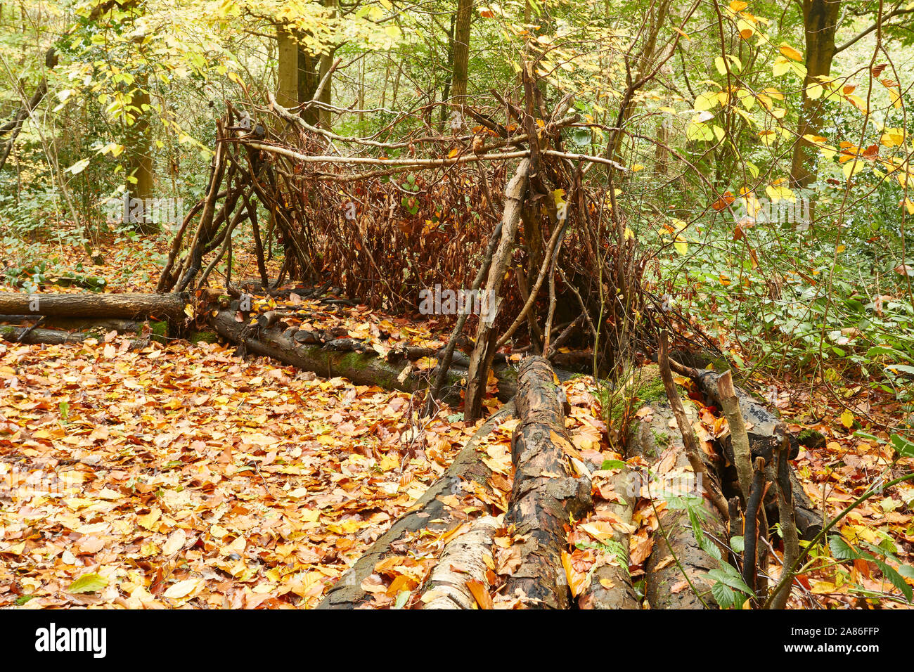 Woodland landscape in the Surrey countryside in an English autumn Stock ...