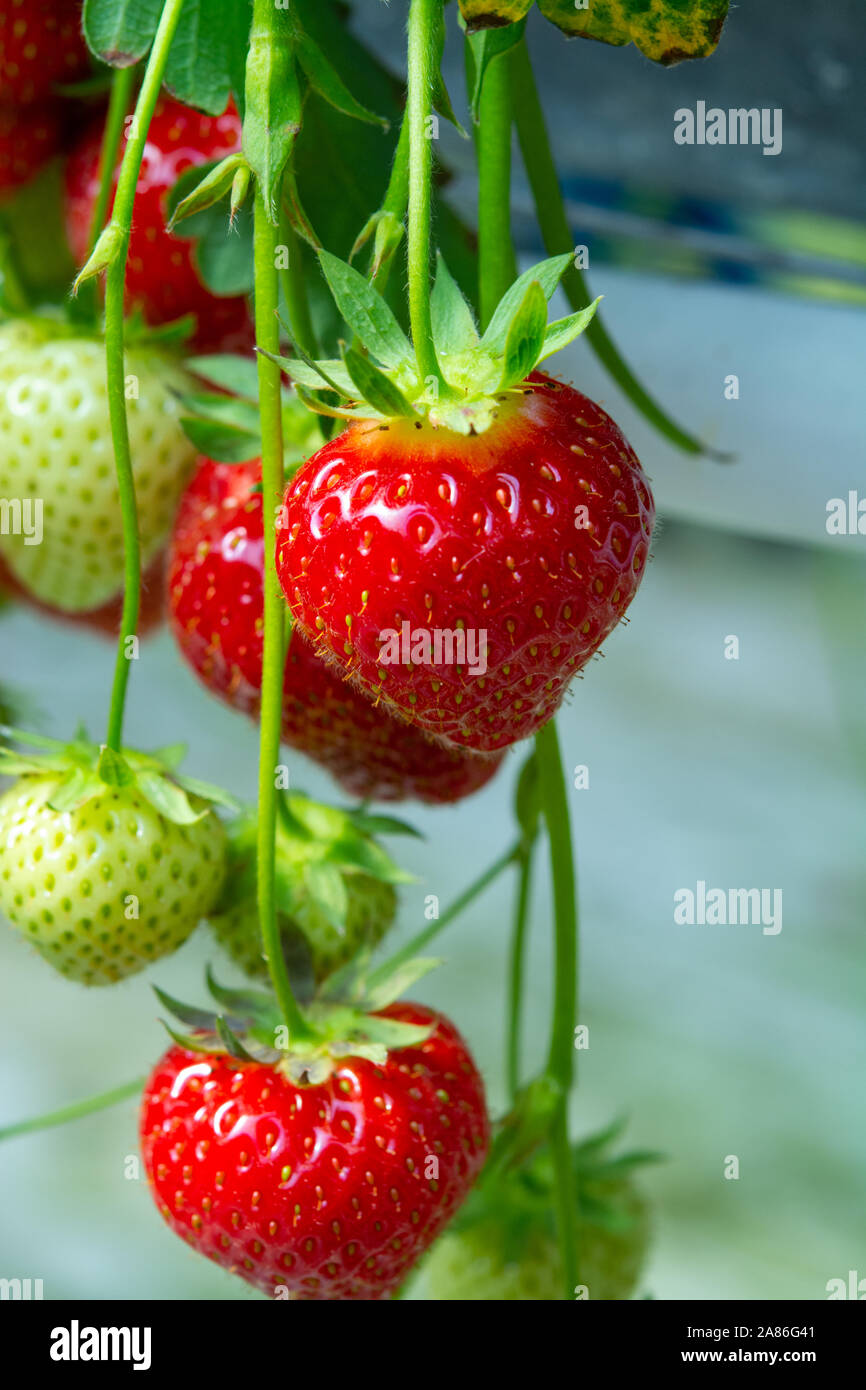 Fresh tasty ready for harvest ripe red and unripe green strawberries growing on strawberry farm ...