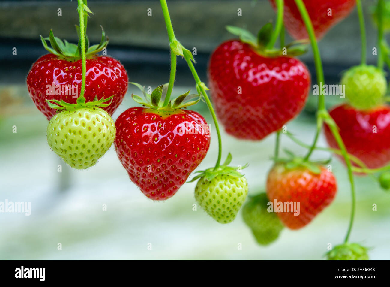 Fresh tasty ready for harvest ripe red and unripe green strawberries ...