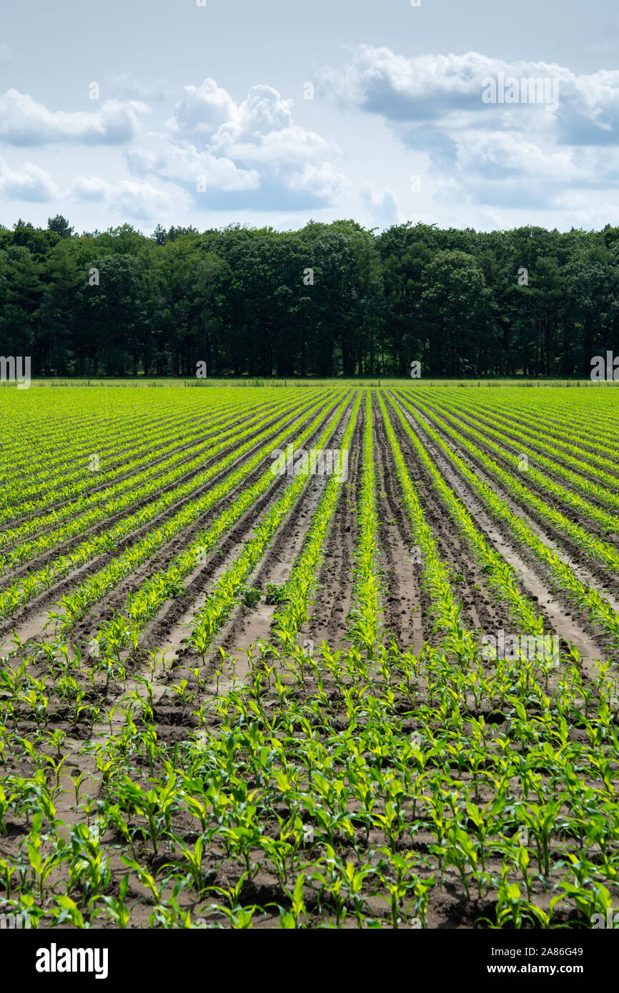 Young green corn mais plants growing on farming fields Stock Photo - Alamy