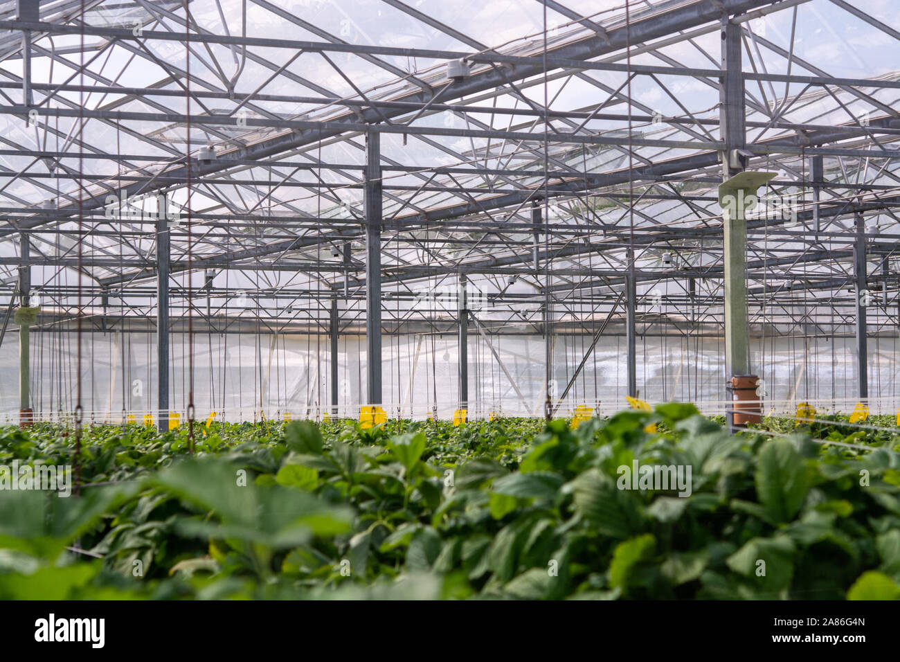 Agriculture in Netherlands, greenhouse interior and growing plants ...