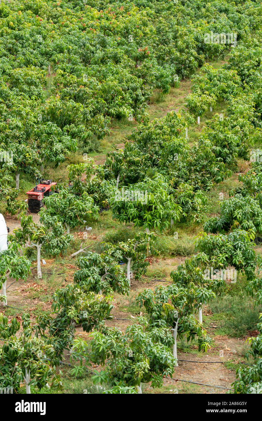 Mango plantations hi-res stock photography and images - Alamy