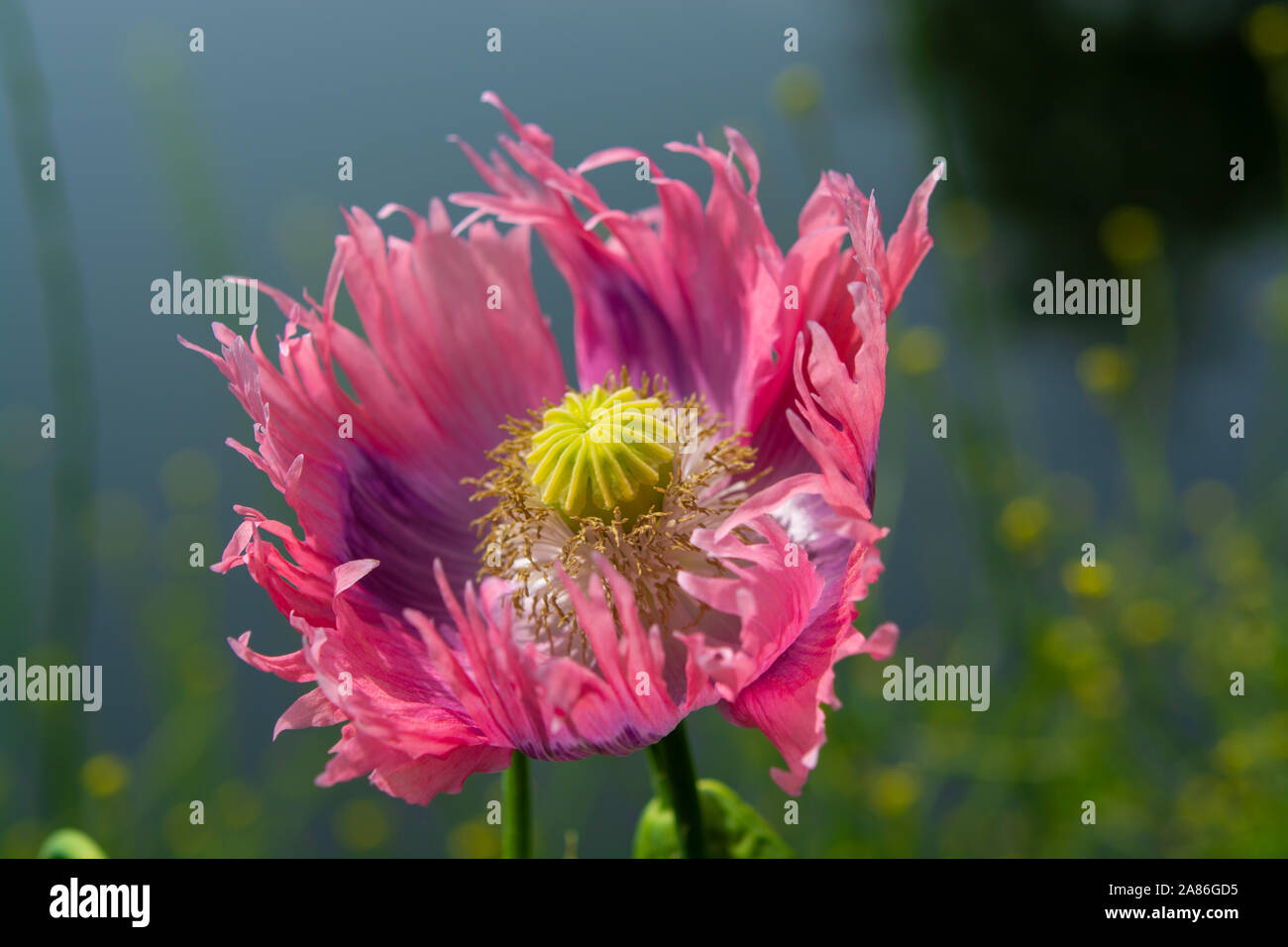 Beautiful flowers of Papaver somniferum or opium breadseed poppy plant ...