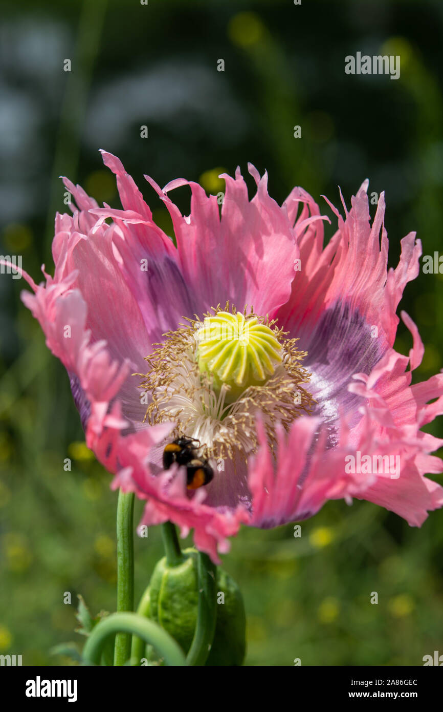 Beautiful flowers of Papaver somniferum or opium breadseed poppy plant ...