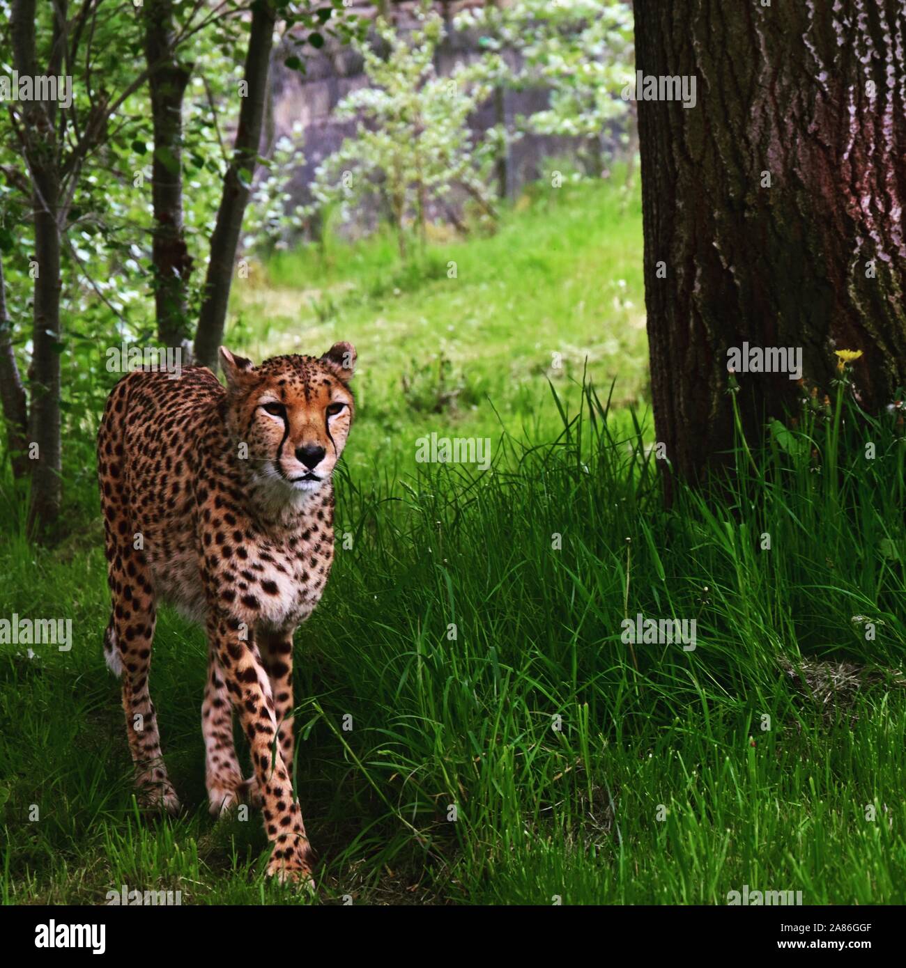 Chester zoo animals of africa hi-res stock photography and images - Alamy
