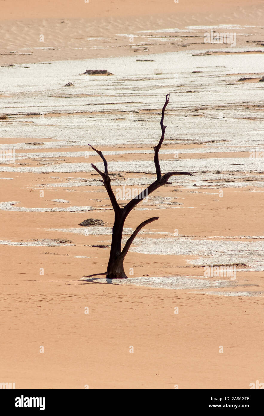 Scary dead tree hi-res stock photography and images - Alamy