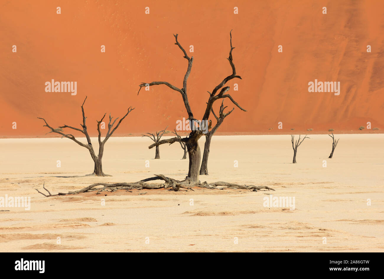 Ancient dead trees at Dead Vlei in Namibia, Africa Stock Photo - Alamy