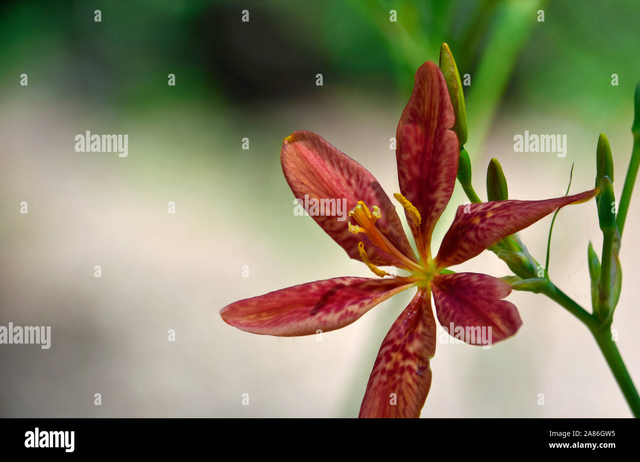 Spotted lily hi-res stock photography and images - Alamy