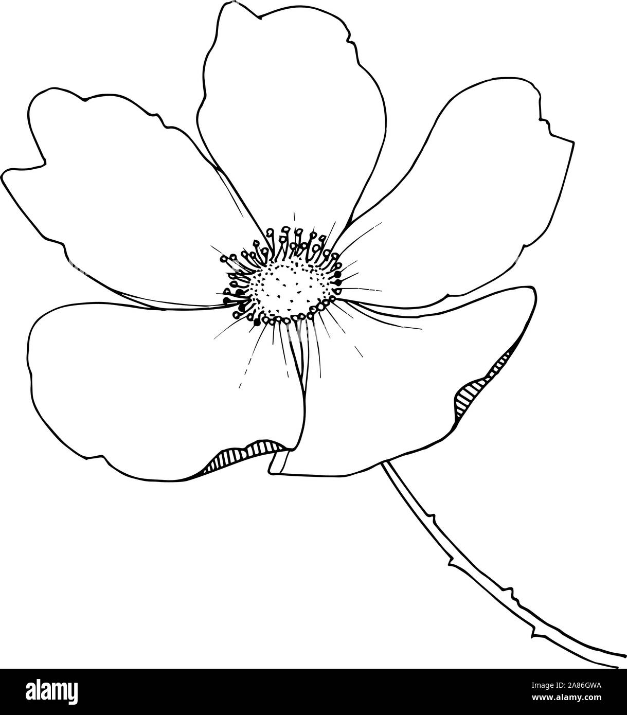 Wild rose in a vector style isolated Stock Vector Image & Art - Alamy