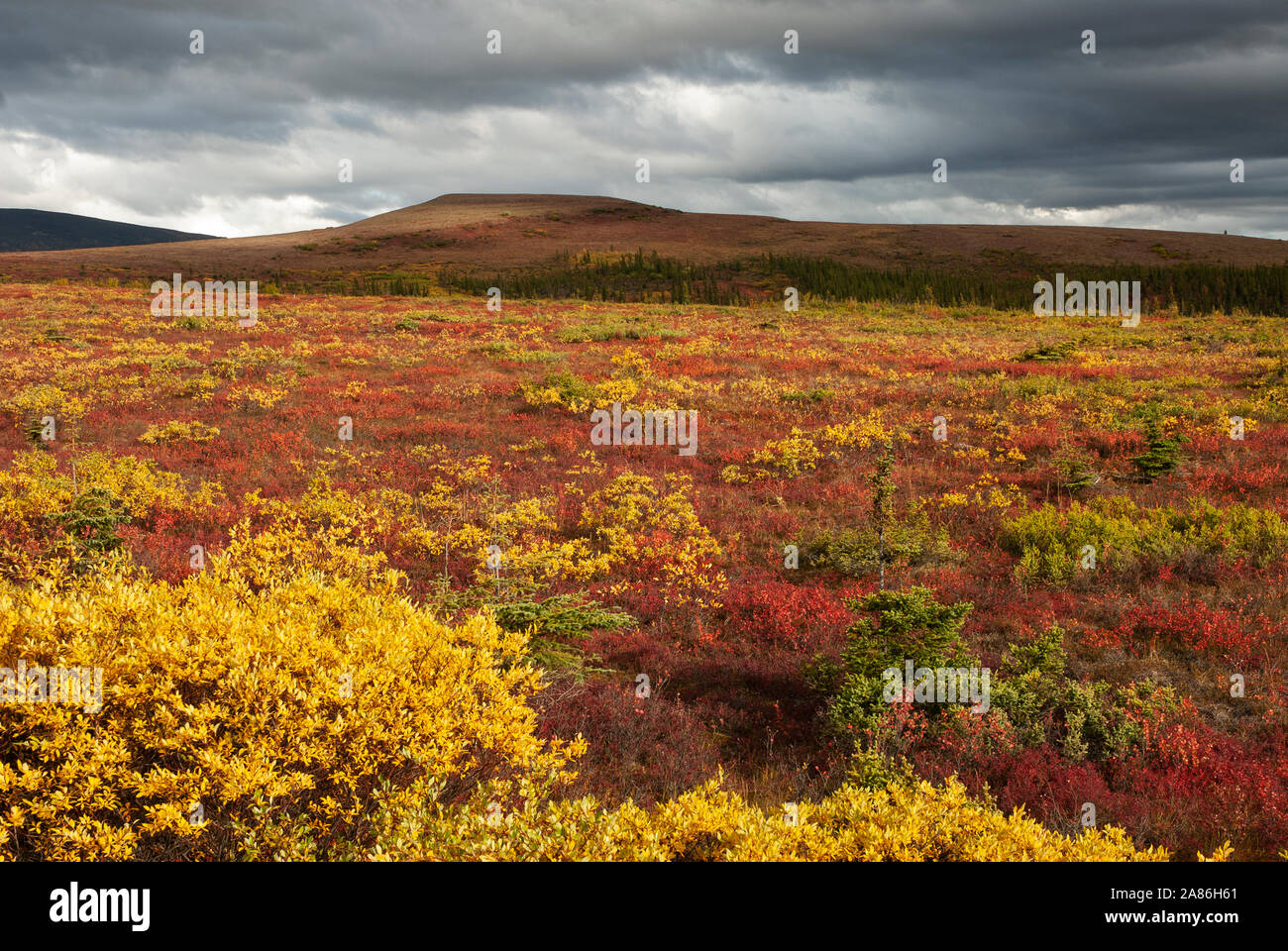 North America; Canada; Yukon Territory; Tundra; Autumn Colors Stock ...