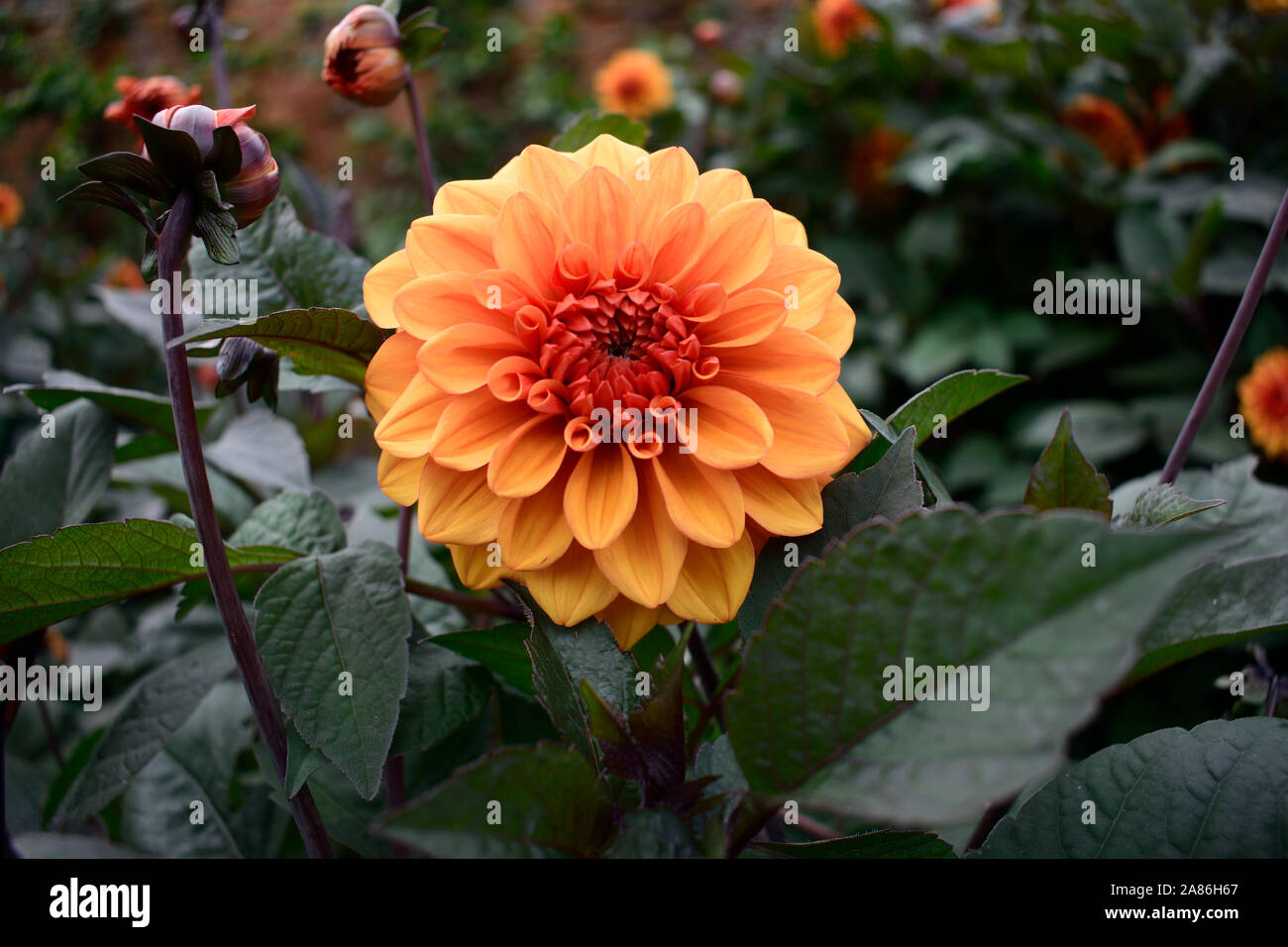 Dahlia. David Howard. Closeup of orange flower that is darker towards ...