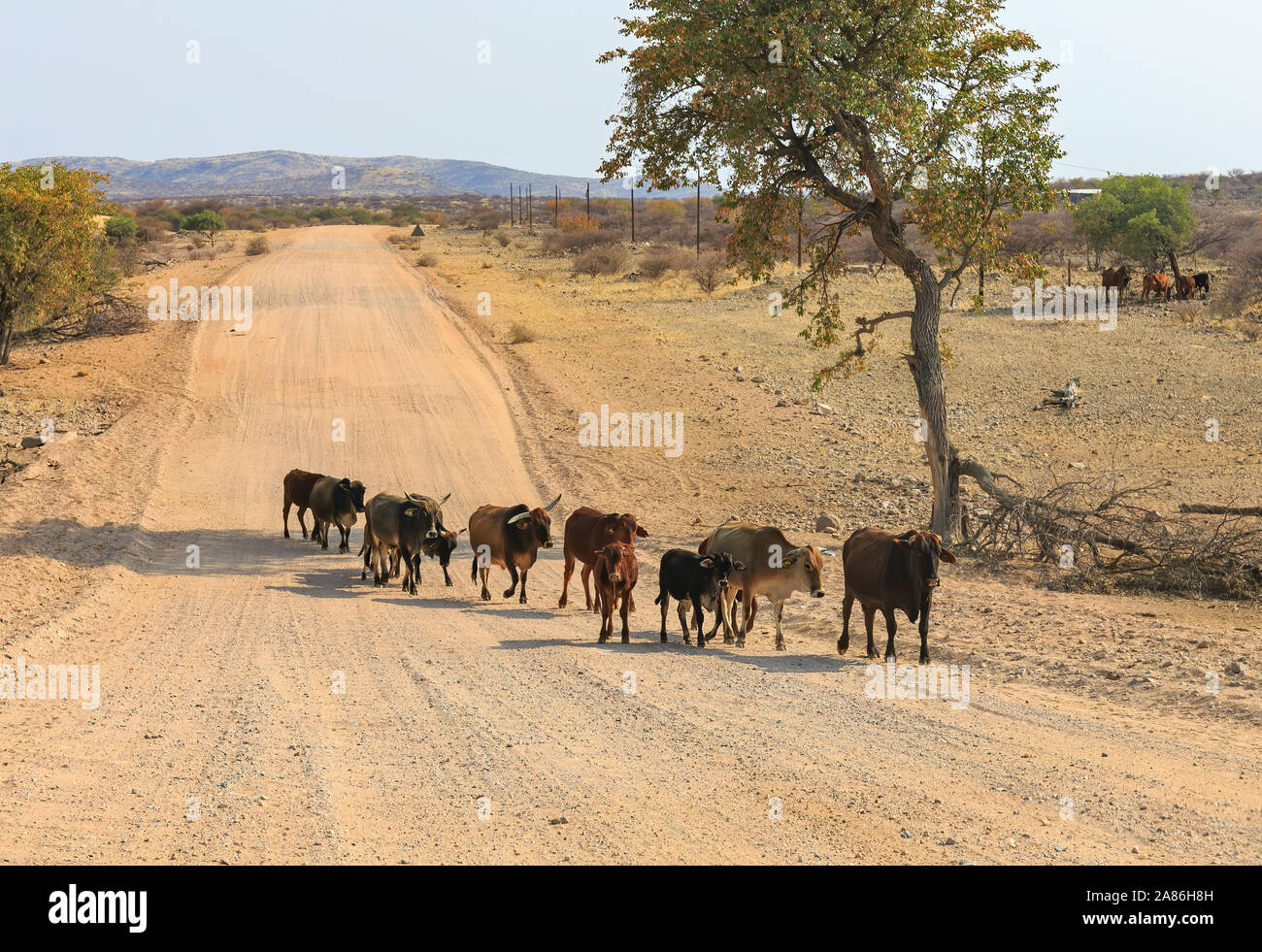 Herd of Cows in Gravel Road in Namibia Africa Stock Photo - Alamy