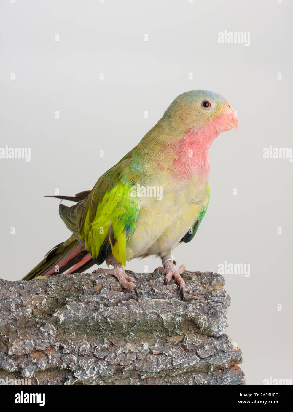 Princess parrot hi-res stock photography and images - Alamy