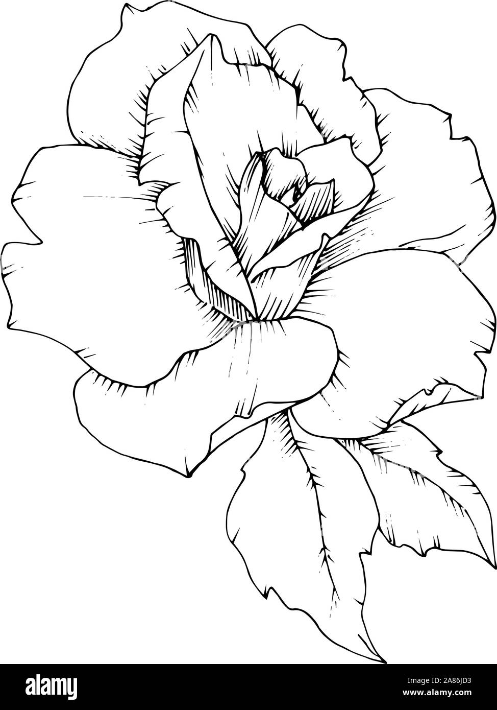 Rose flower in a vector style isolated Stock Vector Image & Art - Alamy