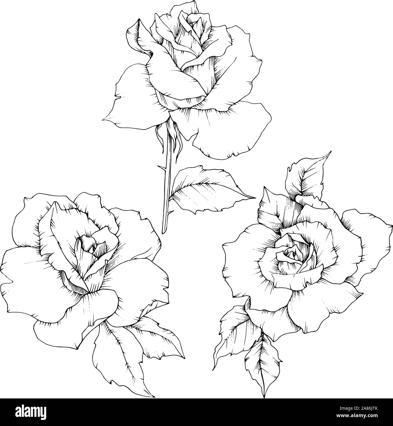 Rose flower in a vector style isolated Stock Vector Image & Art - Alamy
