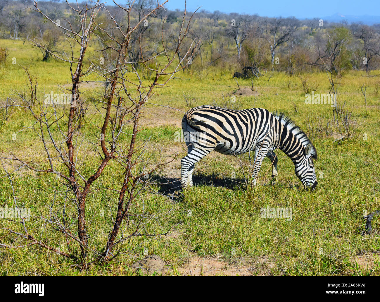 Grazing zebra hi-res stock photography and images - Alamy