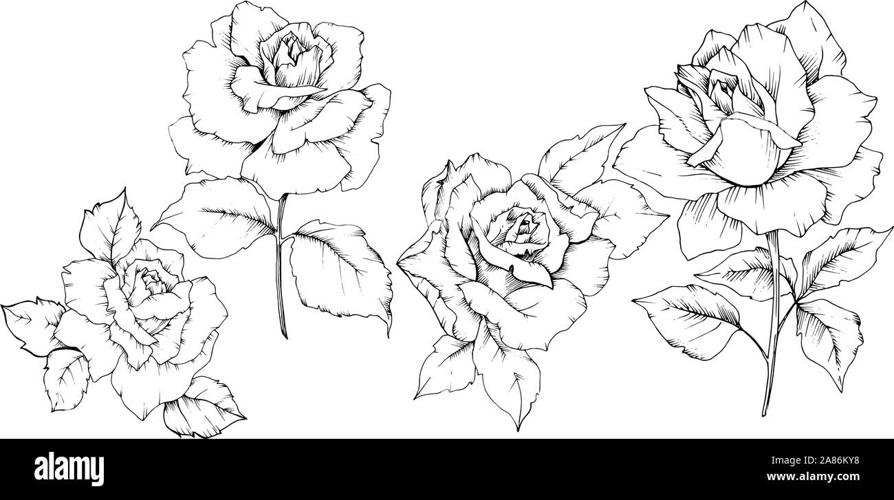 Rose flower in a vector style isolated Stock Vector Image & Art - Alamy