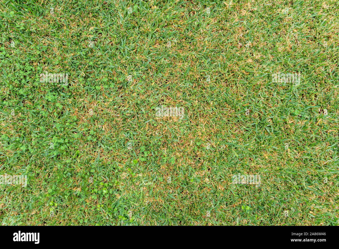 Grass Background On Rainy Day St Augustine Grass Stenotaphrum