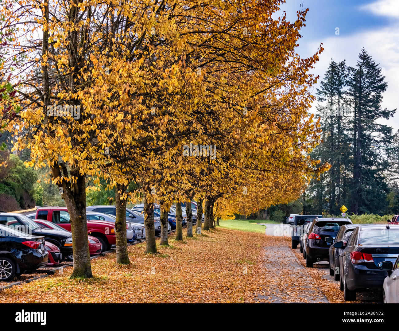 Autumn walkway under yellow trees beside the road with parked cars ...
