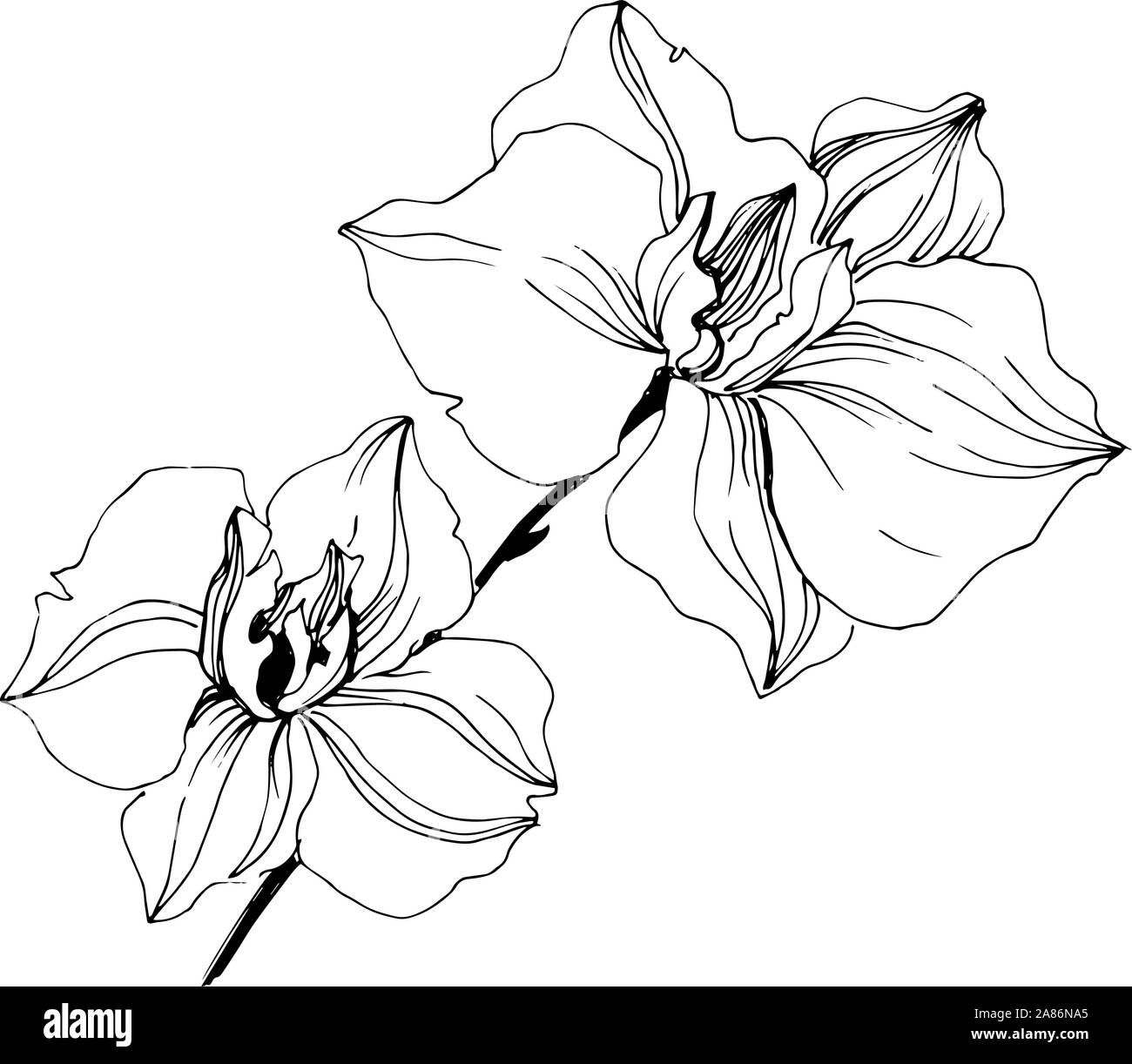 Meadow wild orchid Stock Vector Images - Alamy