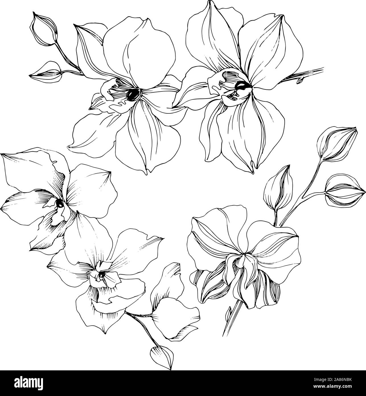 Vector tropical orchid flowers. Floral botanical flower Stock Vector ...