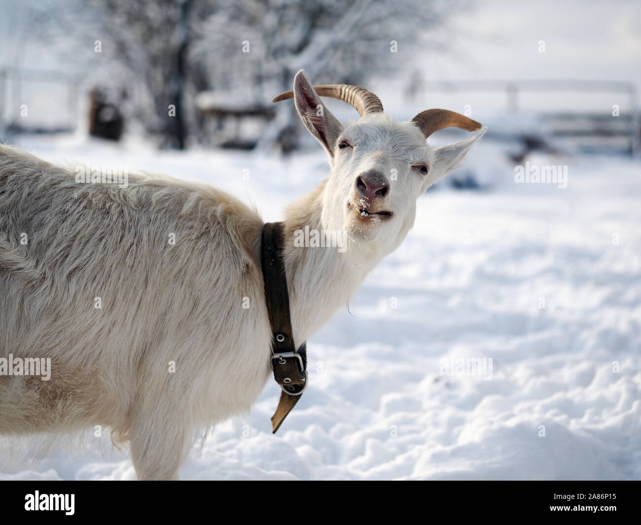Portrait of a funny white goat with beautiful horns. Weather cold ...