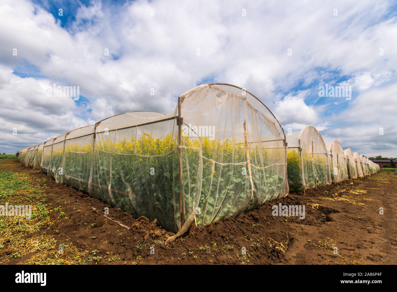 Oilseed rape growth in protective mesh netting greenhouse with ...
