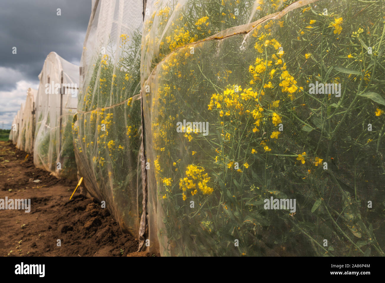 Oilseed rape growth in protective mesh netting greenhouse with ...