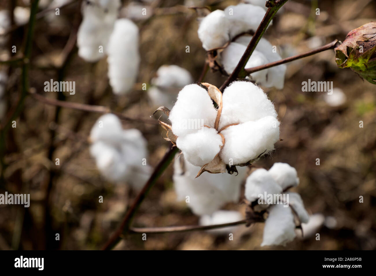 Cotton field in Foley, Alabama Stock Photo - Alamy