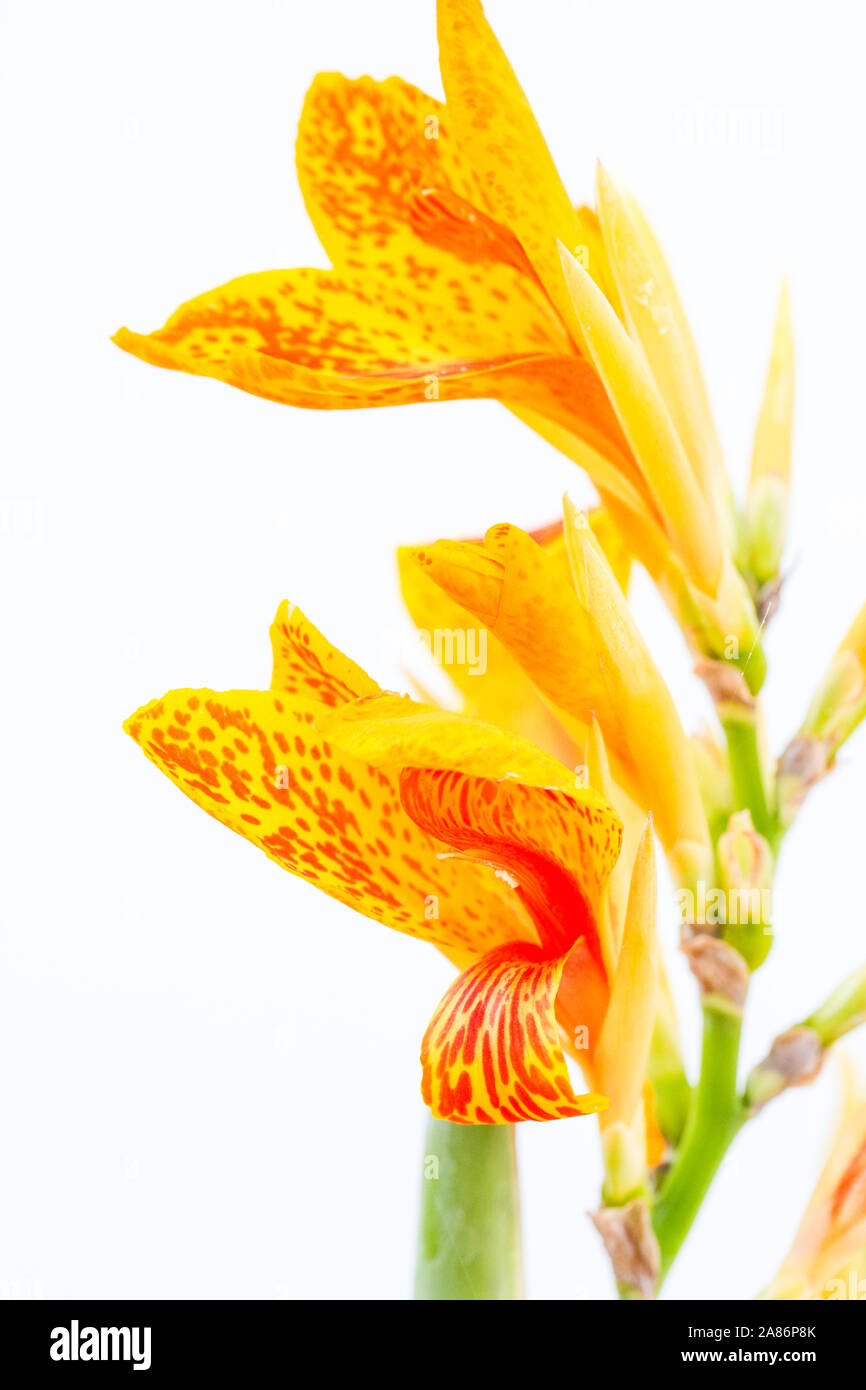 Cannaceae, Yellow canna flower, white background, isolated - Image ...
