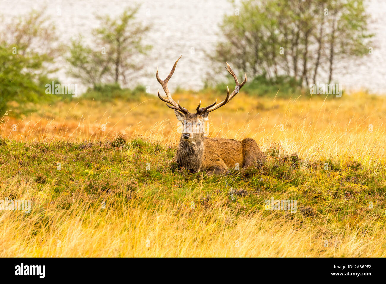 The natural habitat of the red deer is forest hi-res stock photography ...
