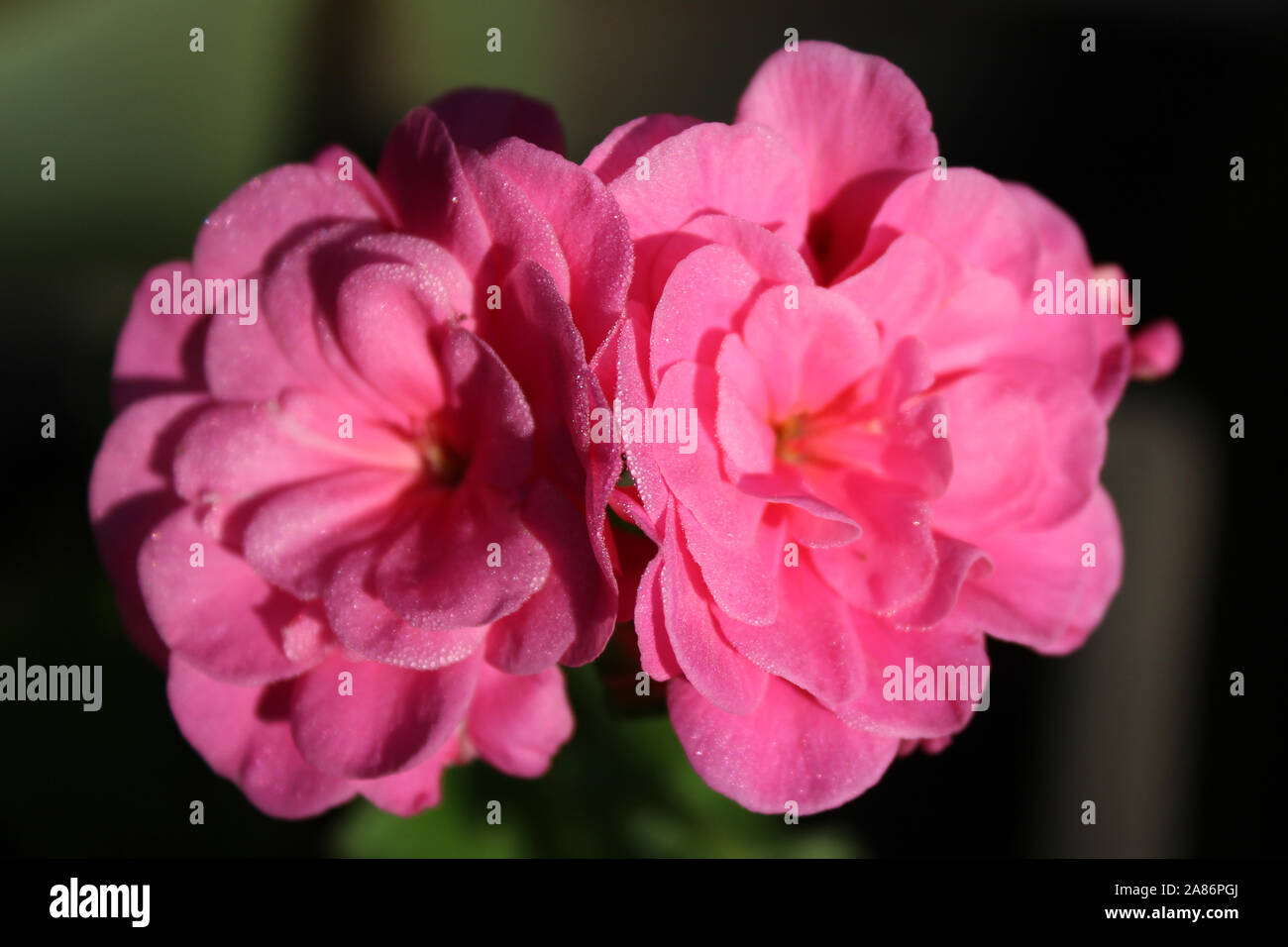 Muscat forest hi-res stock photography and images - Alamy