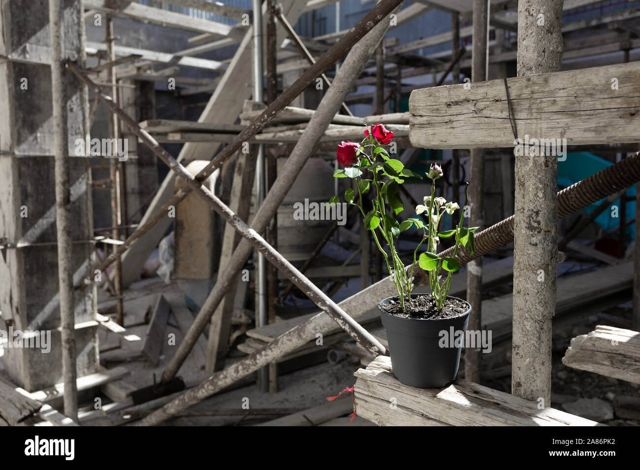 Rose in a pot at a construction site Stock Photo - Alamy