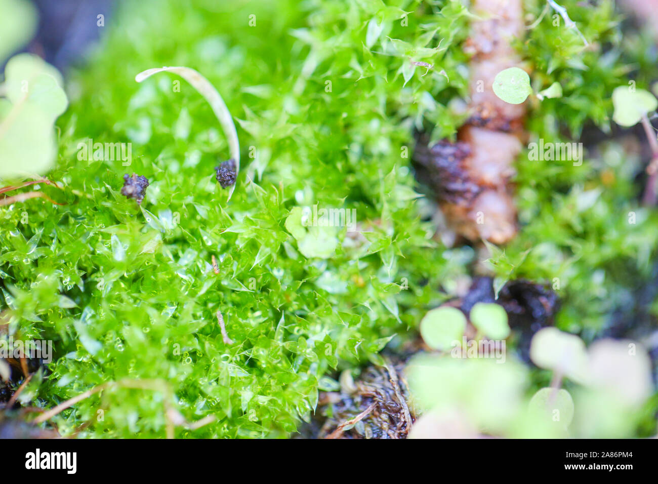 Moist places hi-res stock photography and images - Alamy