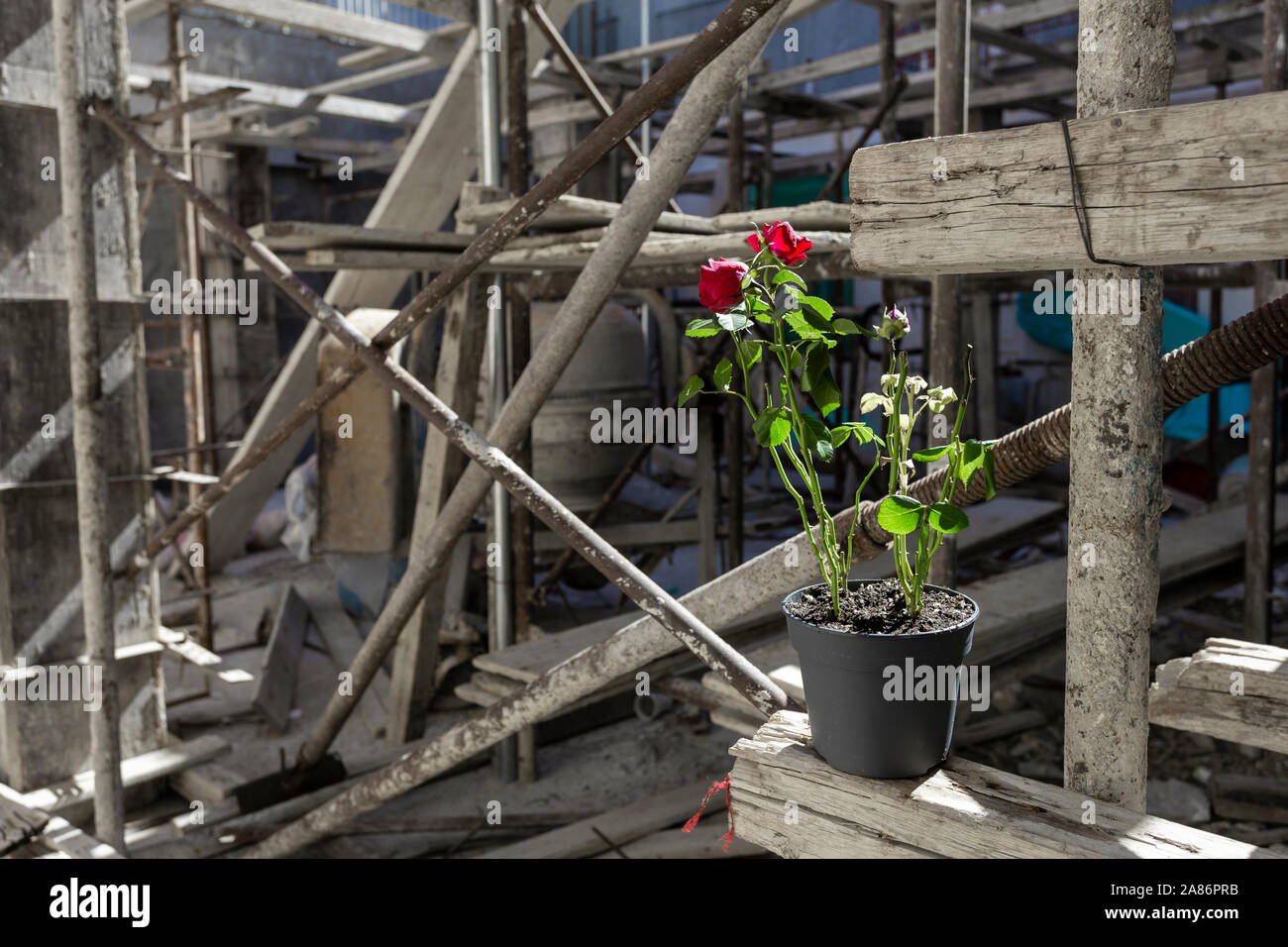 Red roses in plastic hi-res stock photography and images - Alamy