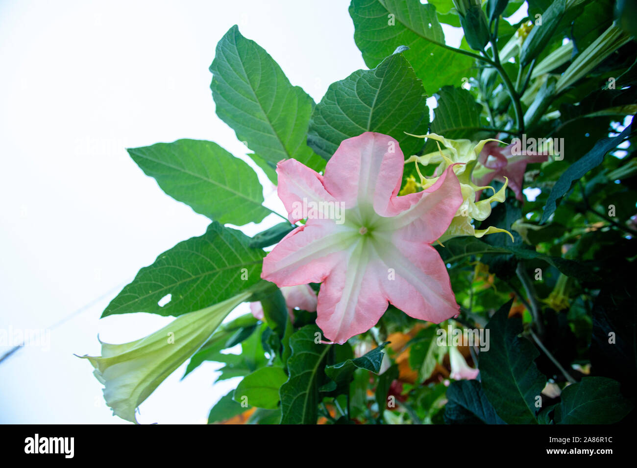 Datura flower, pink buds, green foliage Stock Photo - Alamy