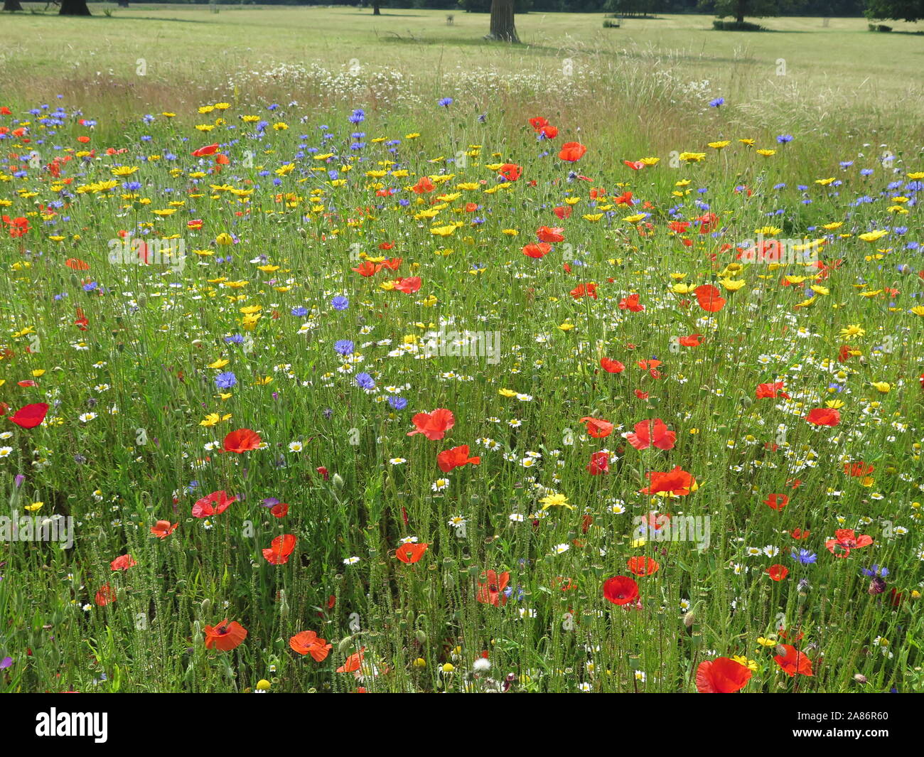 Wild Flower Meadow Stock Photo - Alamy