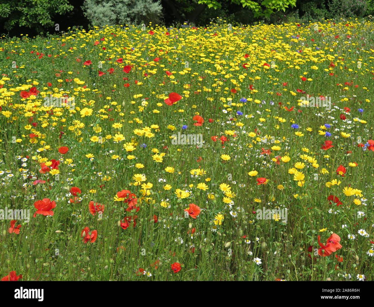 Bees seeds wildflowers hi-res stock photography and images - Alamy