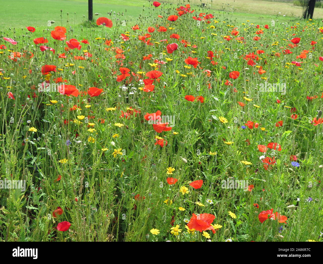 Annual meadow grasses hi-res stock photography and images - Alamy