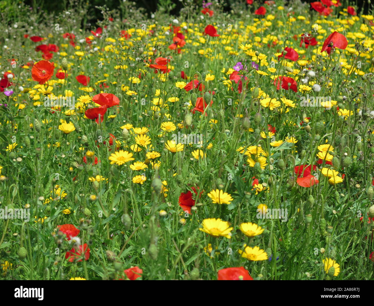 Wild Flower Meadow Stock Photo - Alamy