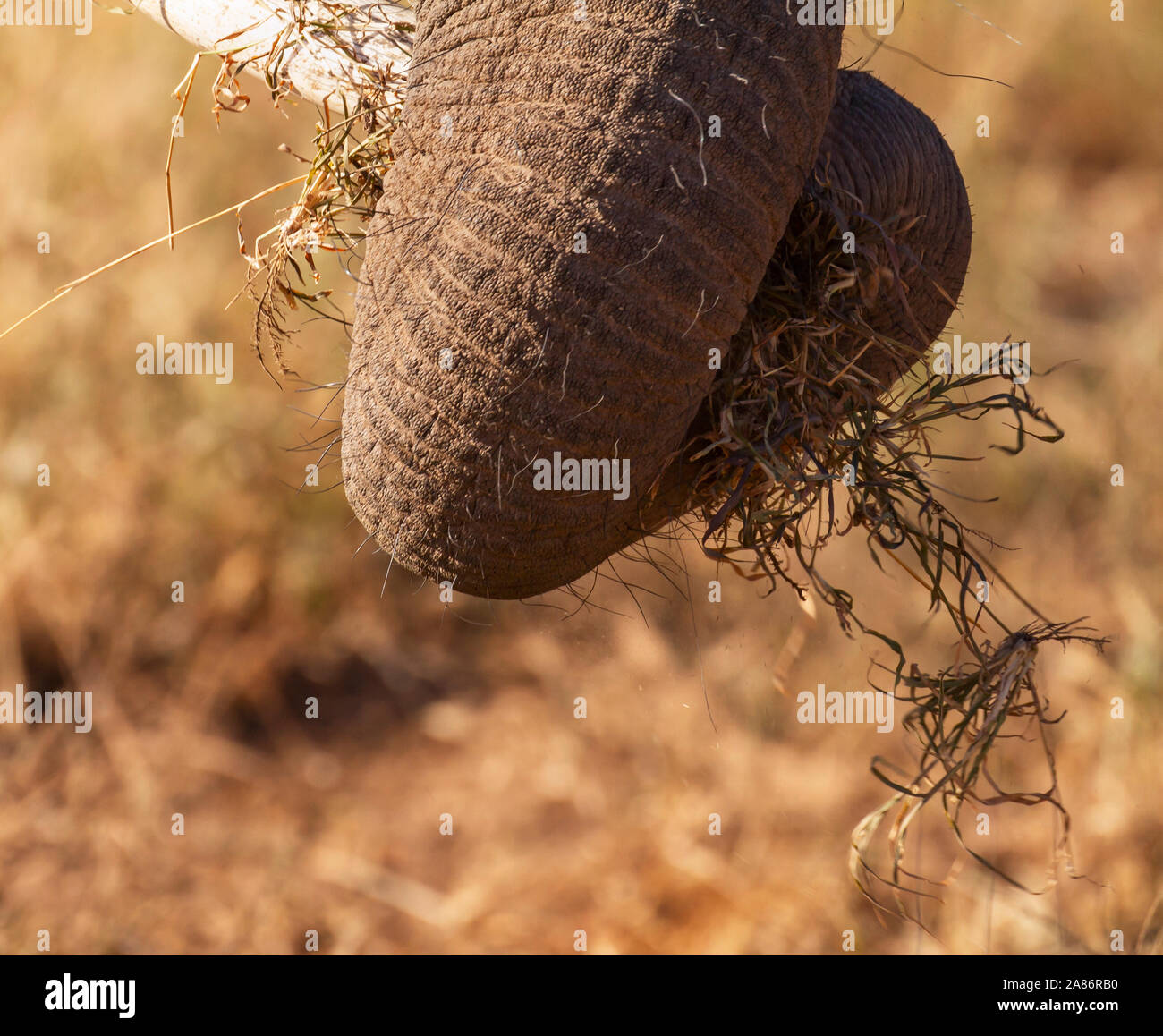 Elephant trunk closeup as end curls holding grass. Concept elephant ...