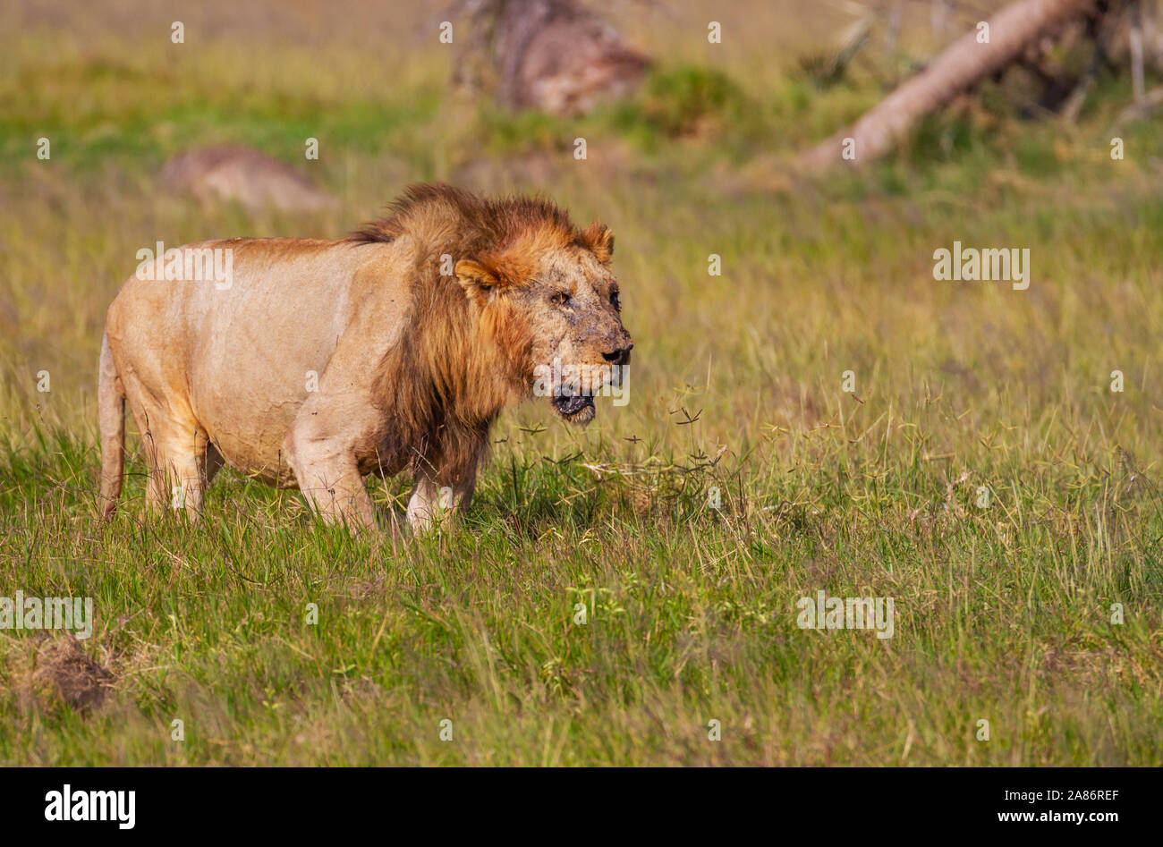 Wounded lion hi-res stock photography and images - Alamy